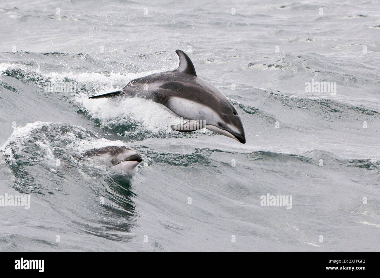 Pacific white sided dolphins (Lagenorhynchus obliquidens) porpoising in ...