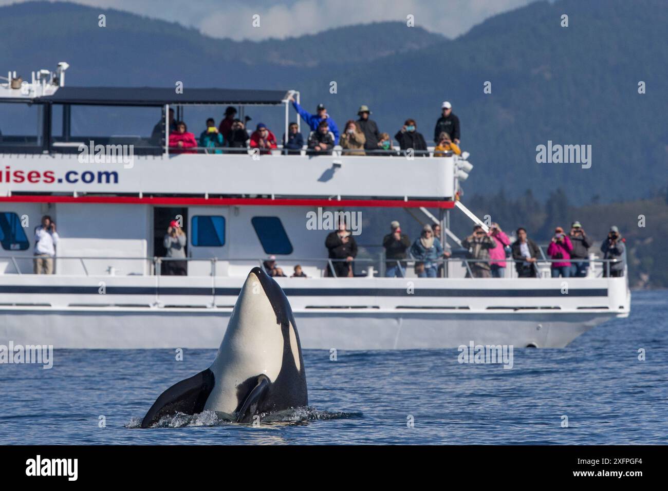Killer whale (Orcinus orca) spy hopping, Salish Sea, near Vancouver ...