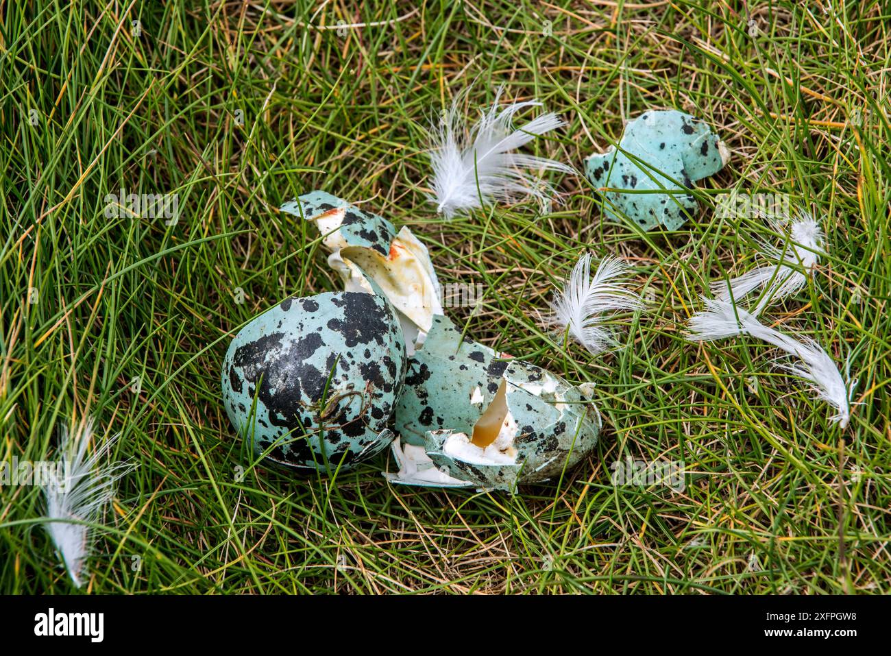 Egg great auk hi-res stock photography and images - Alamy