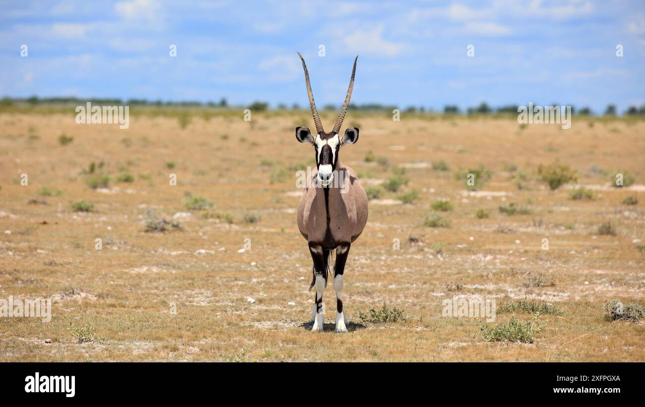 Antelope native to southern africa hi-res stock photography and images ...