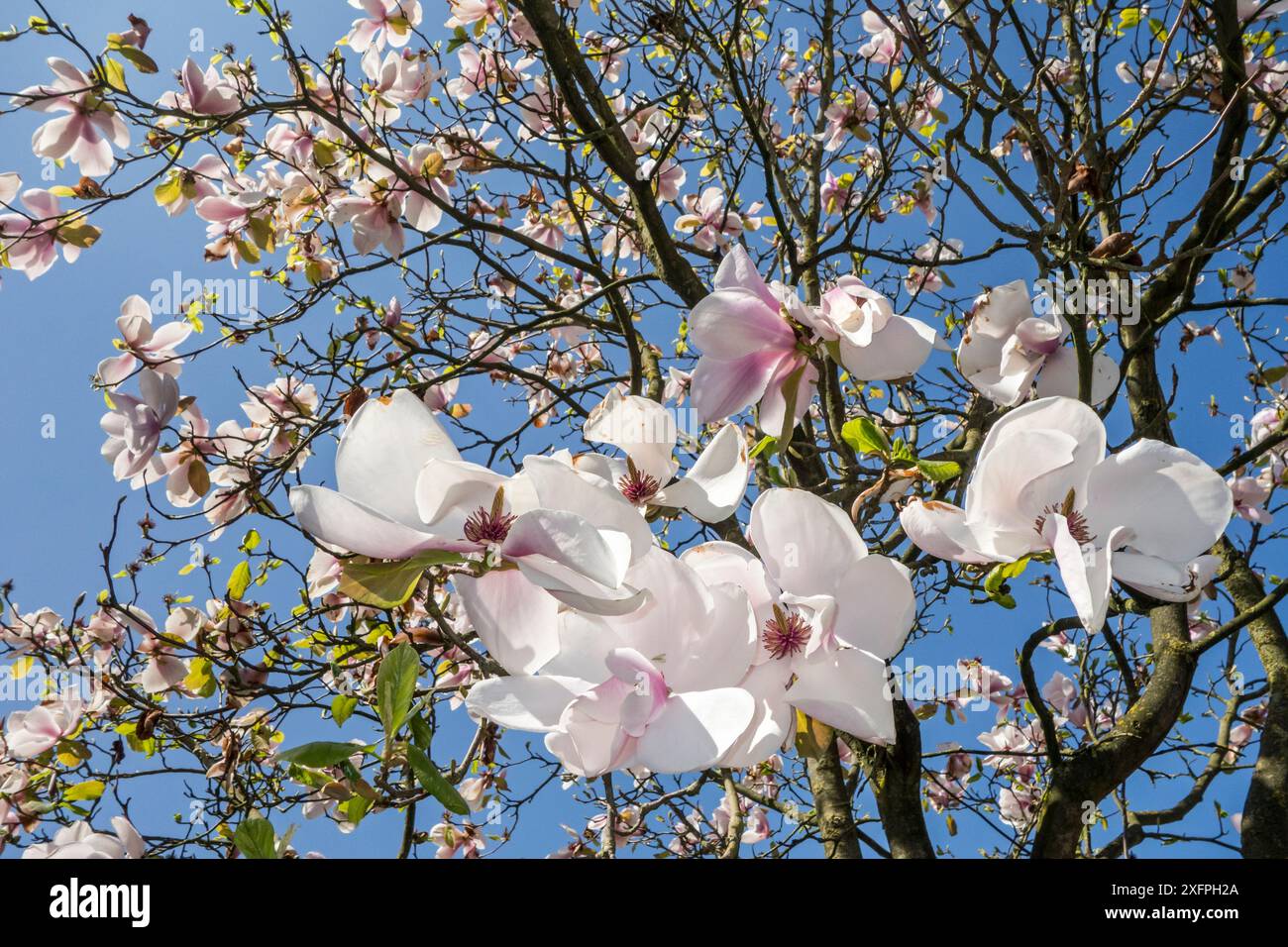 Magnolia (Magnolia sp) flowers in spring, in garden Stock Photo - Alamy