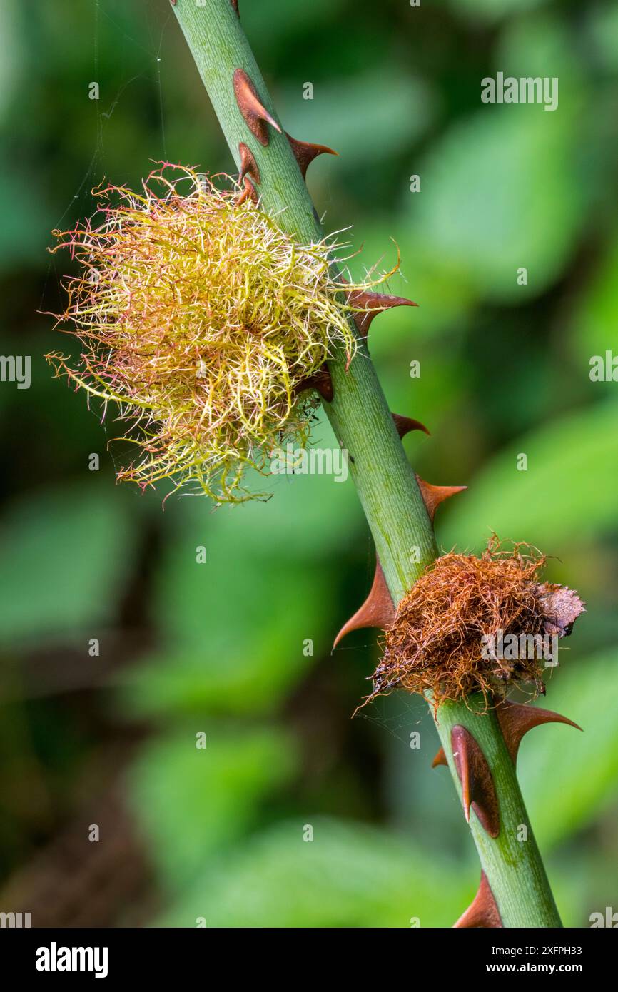 Robin's pincushion gall, caused by the gall wasp (Diplolepis rosae) on ...