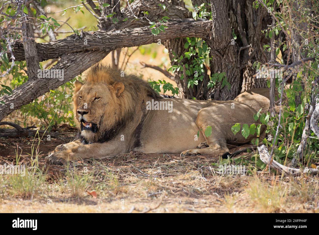 Lion hunt giraffe hi-res stock photography and images - Alamy