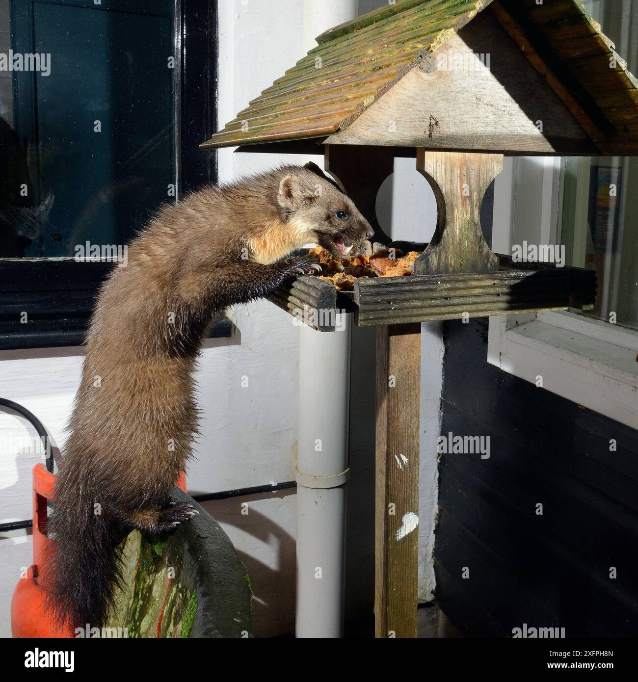 Adult female Pine Marten (Martes martes) feeding on fruit cake on a ...