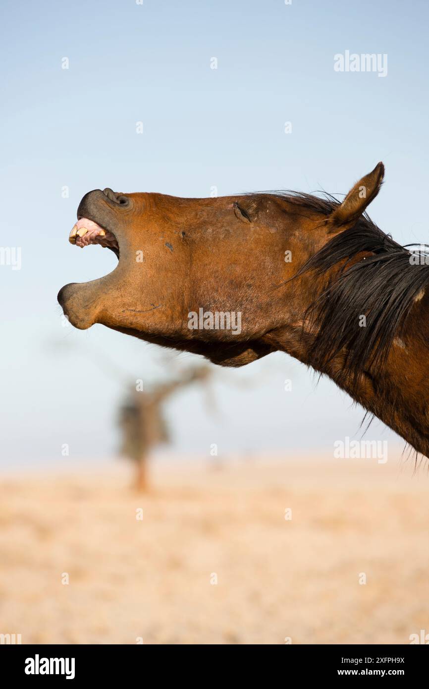 Fight or flight response animal hi-res stock photography and images - Alamy