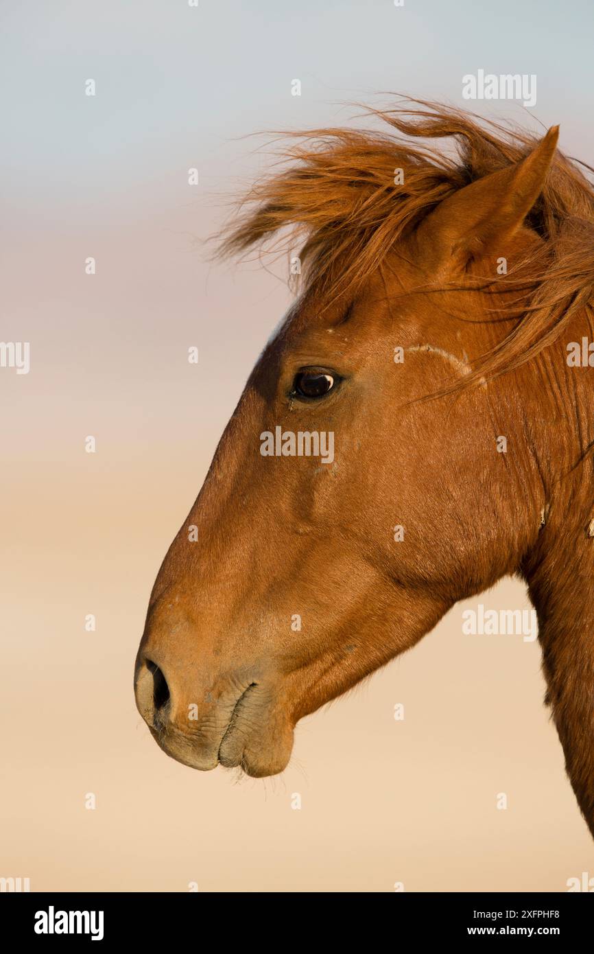 Feral Horse (Equus caballus) head portrait with ears back, Namib ...