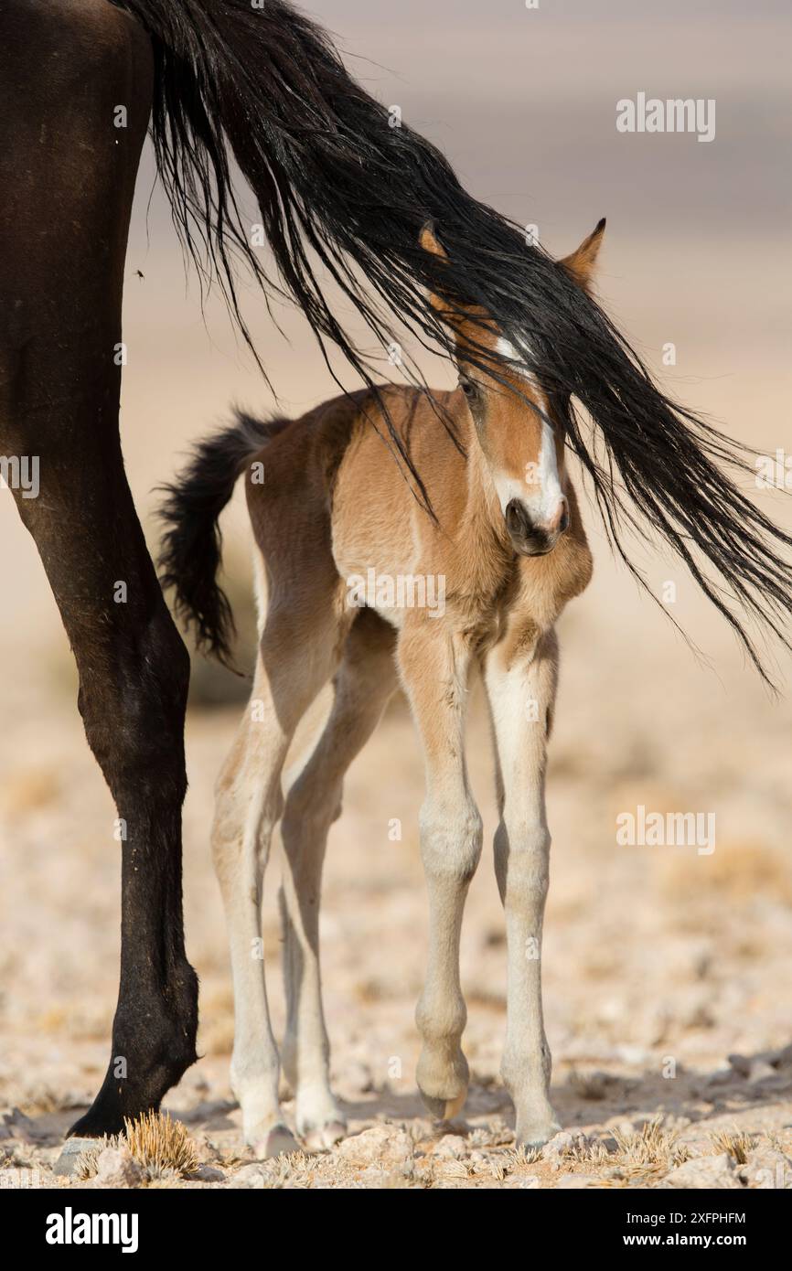 Tail horse equus ferus ferus caballus hi-res stock photography and ...