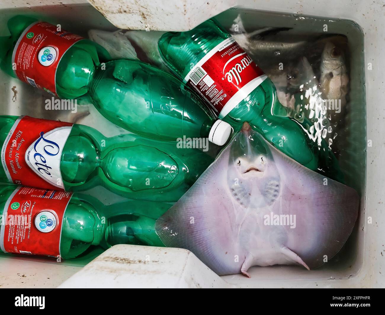Ray (Raja sp.) fish catch and plastic water bottles on a small fishing ...