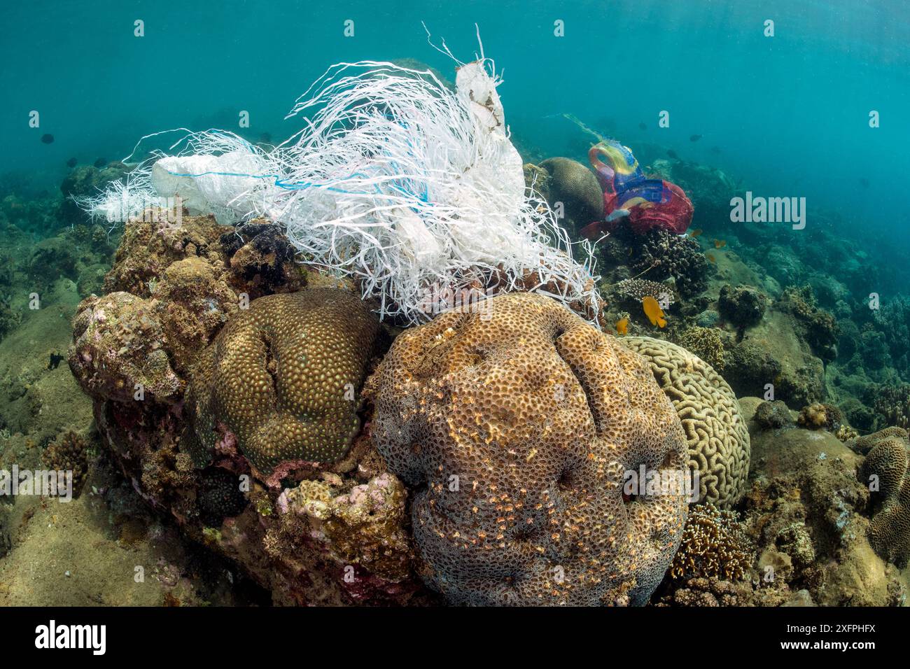 Coral reef covered with discarded plastic bags. Ambon Bay, Ambon ...