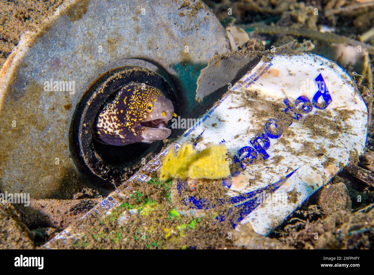 Snowflake moray eel (Echidna nebulosa) home amongst garbage on the ...
