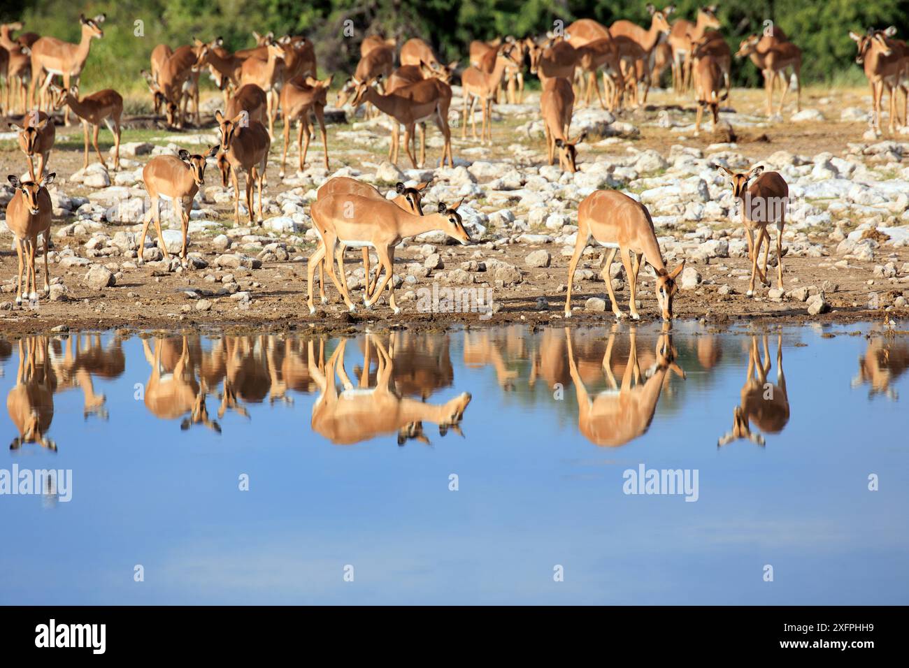 Impalas grazing in Etosha National Park in Namibia Stock Photo - Alamy
