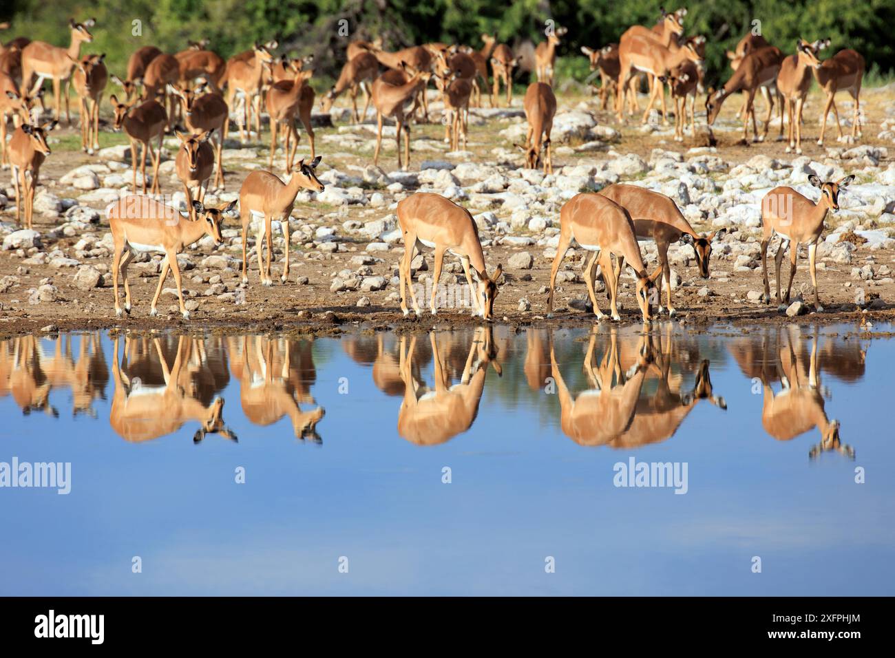 Impalas drinking at the Klein Namutoni waterhole in Etosha National Park in Namibia Stock Photo ...