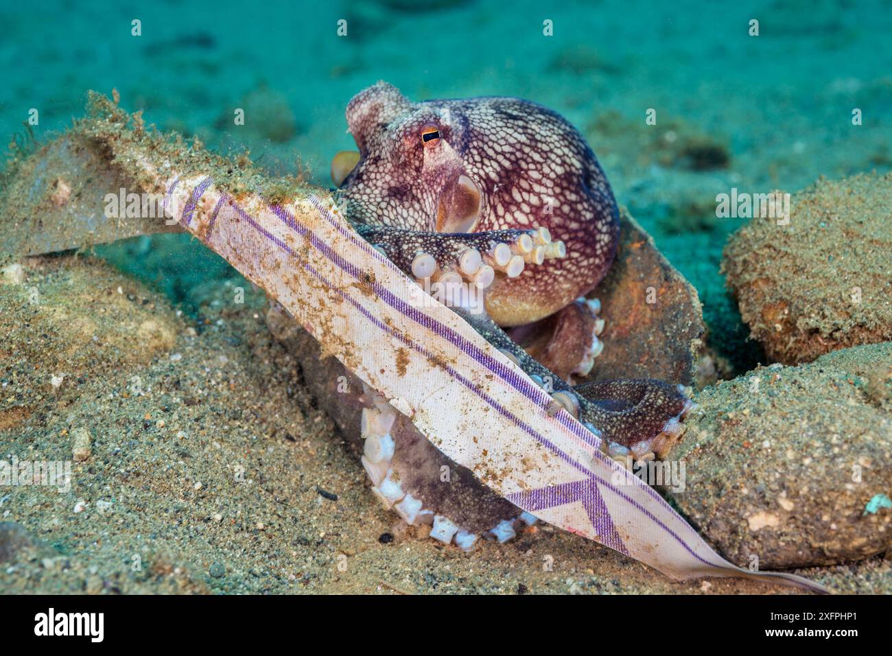 Veined octopus (Amphioctopus marginatus) incorporating a piece of ...