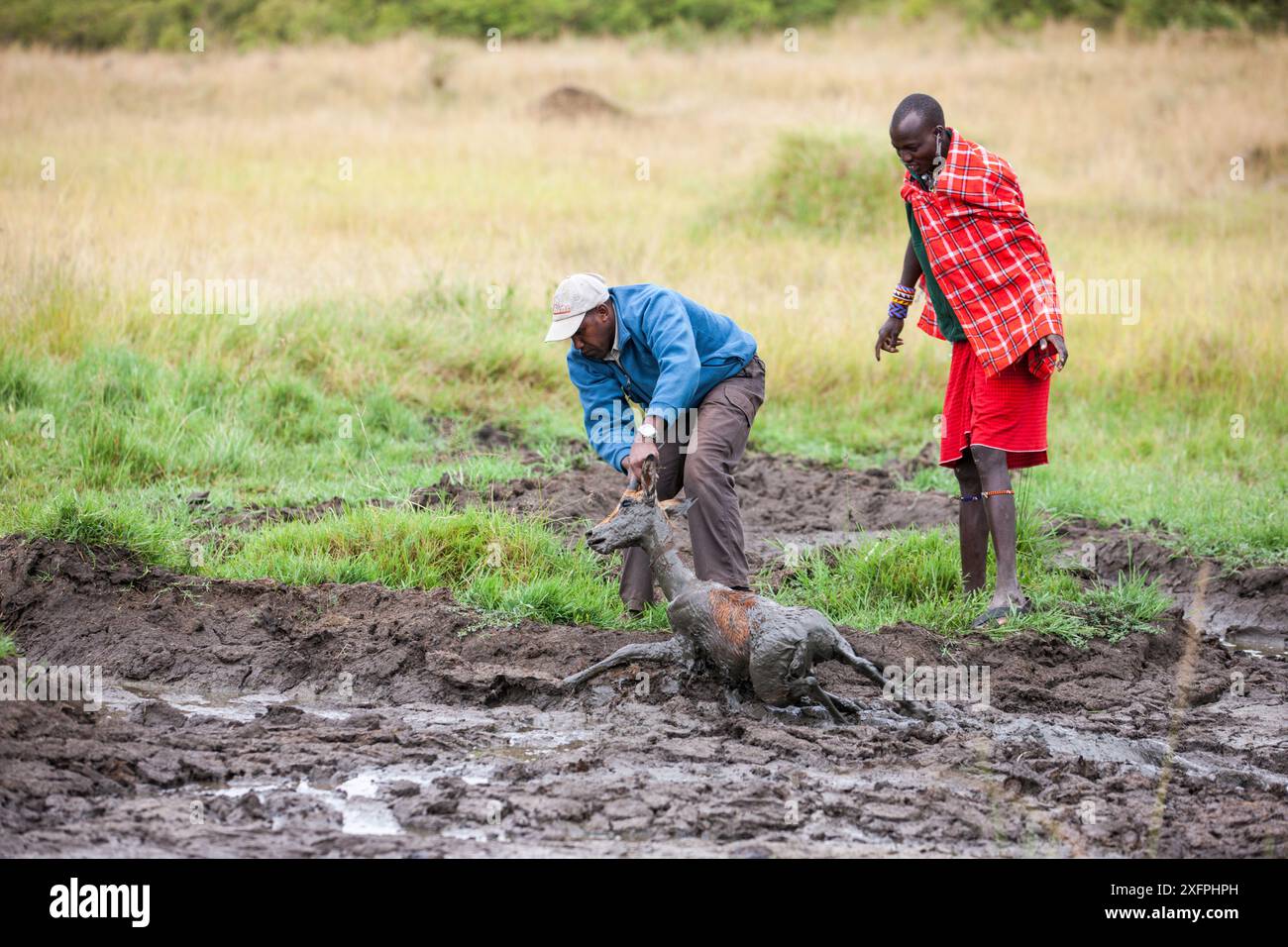 Safari driver and Masai man rescuing an Impala (Aepyceros melampus ...