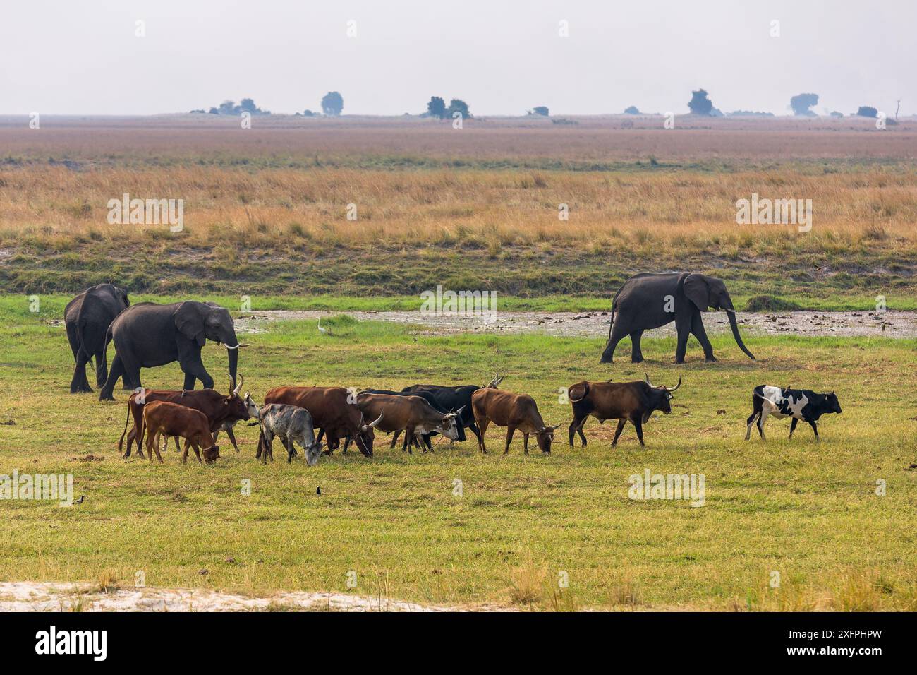 Botswana cattle hi-res stock photography and images - Alamy