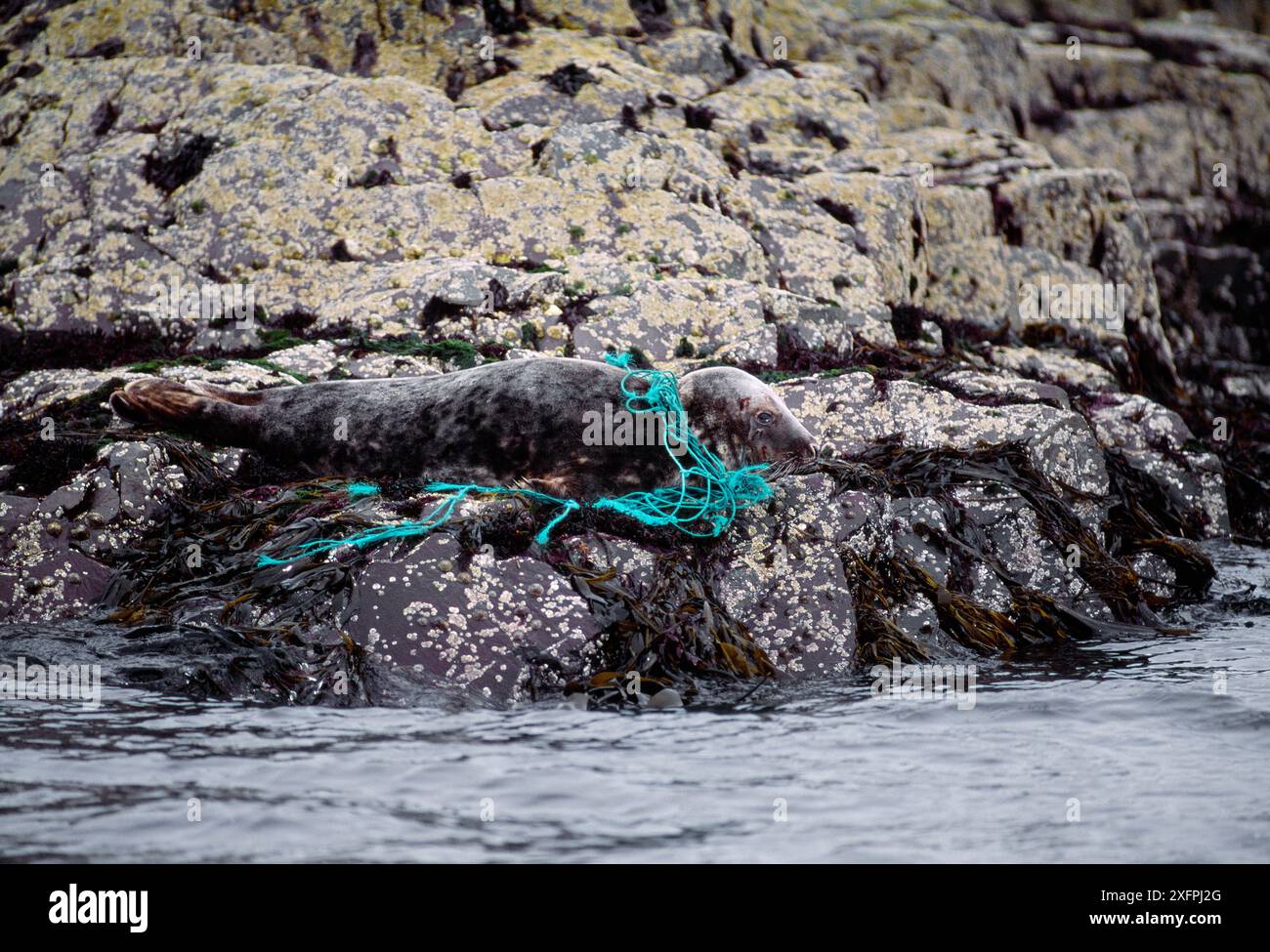 Entangled net uk hi-res stock photography and images - Alamy