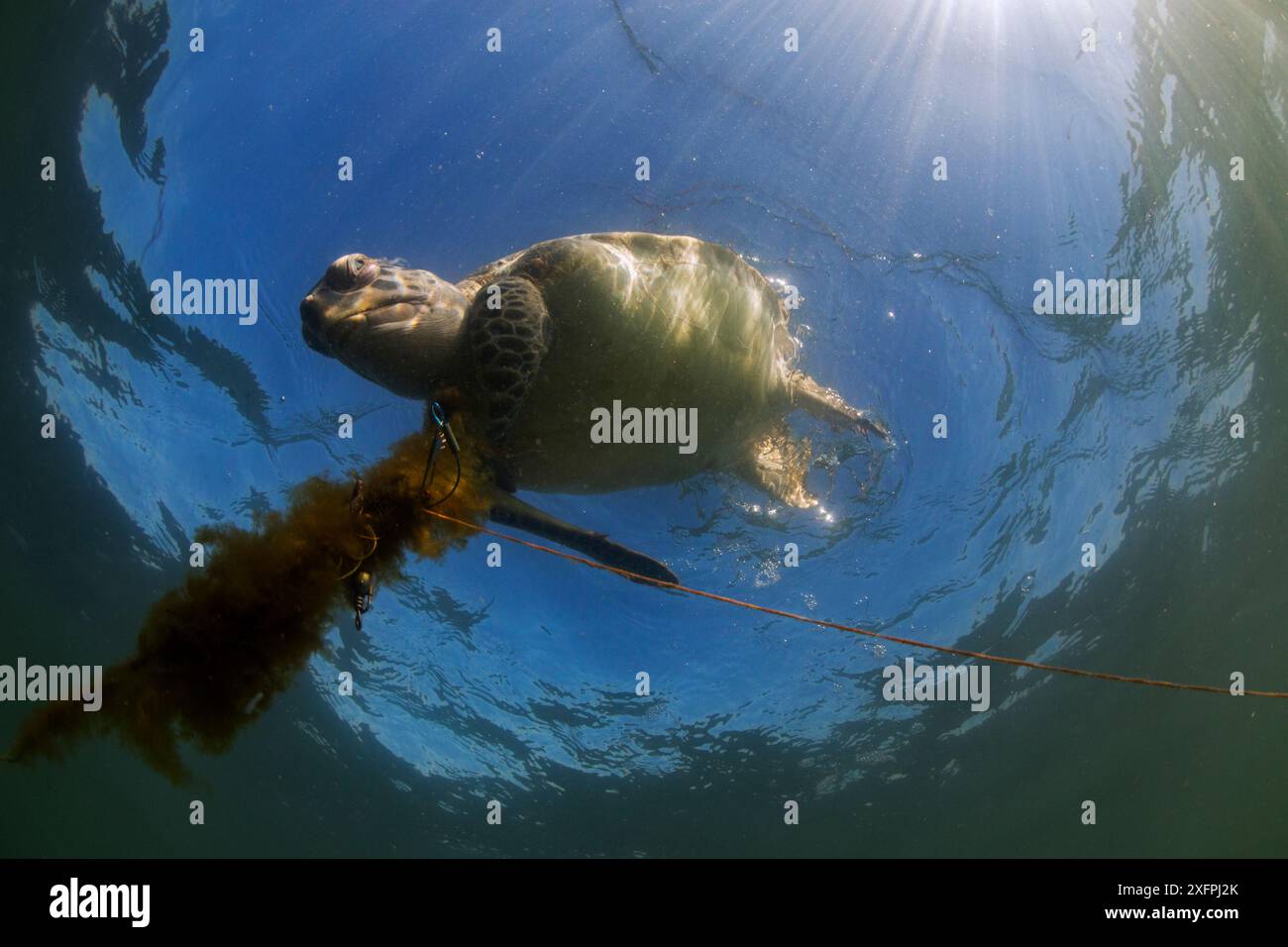 Green sea turtle (Chelonia mydas) juvenile entangled and drowned in the ...