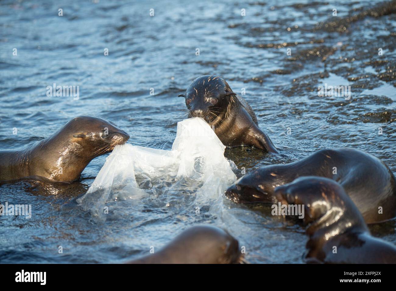 Galapagos fur seal (Arctocephalus galapagoensis) pups playing with ...