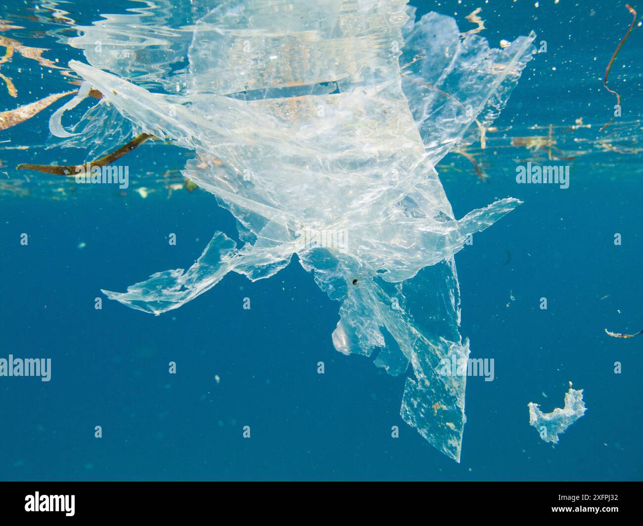 Plastic bag floating at the surface of sea with leaves. Satonda Island ...
