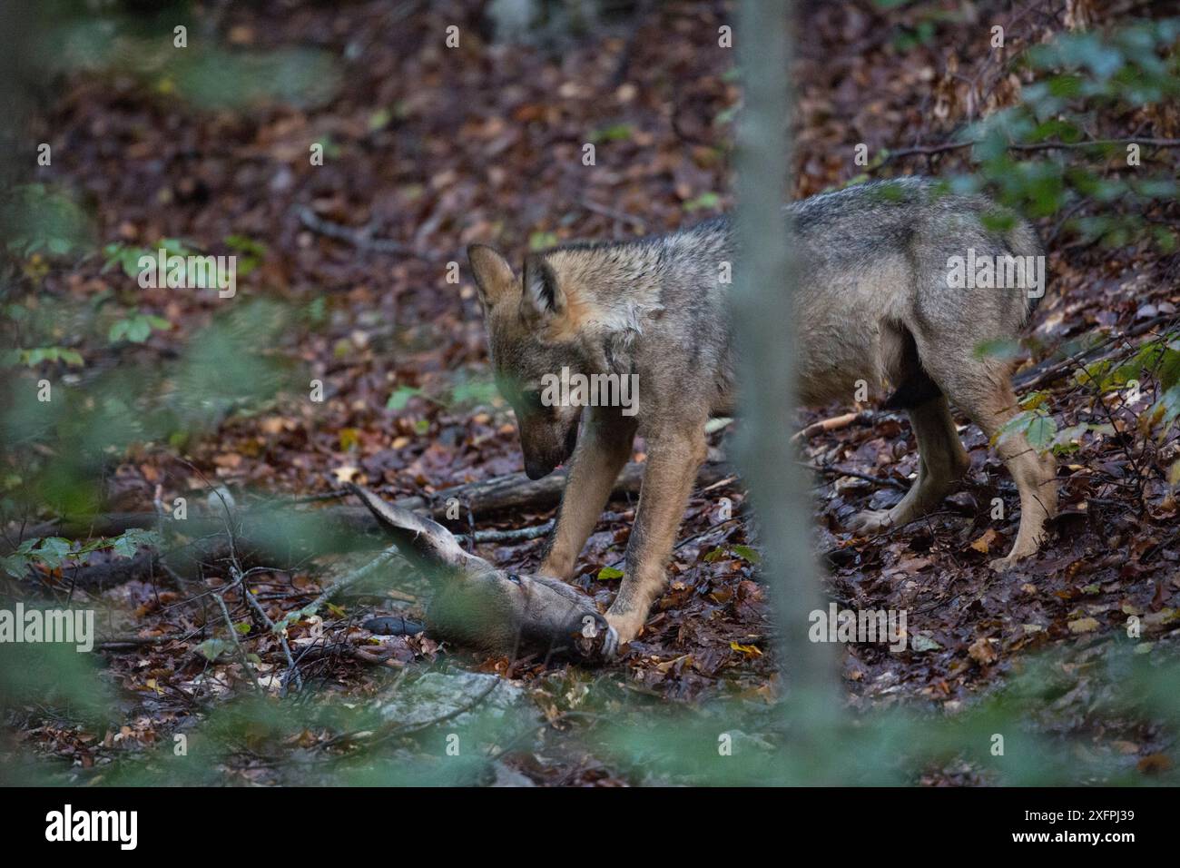 Wild Apennine wolf (Canis lupus italicus) pup carrying red deer (Cervus ...