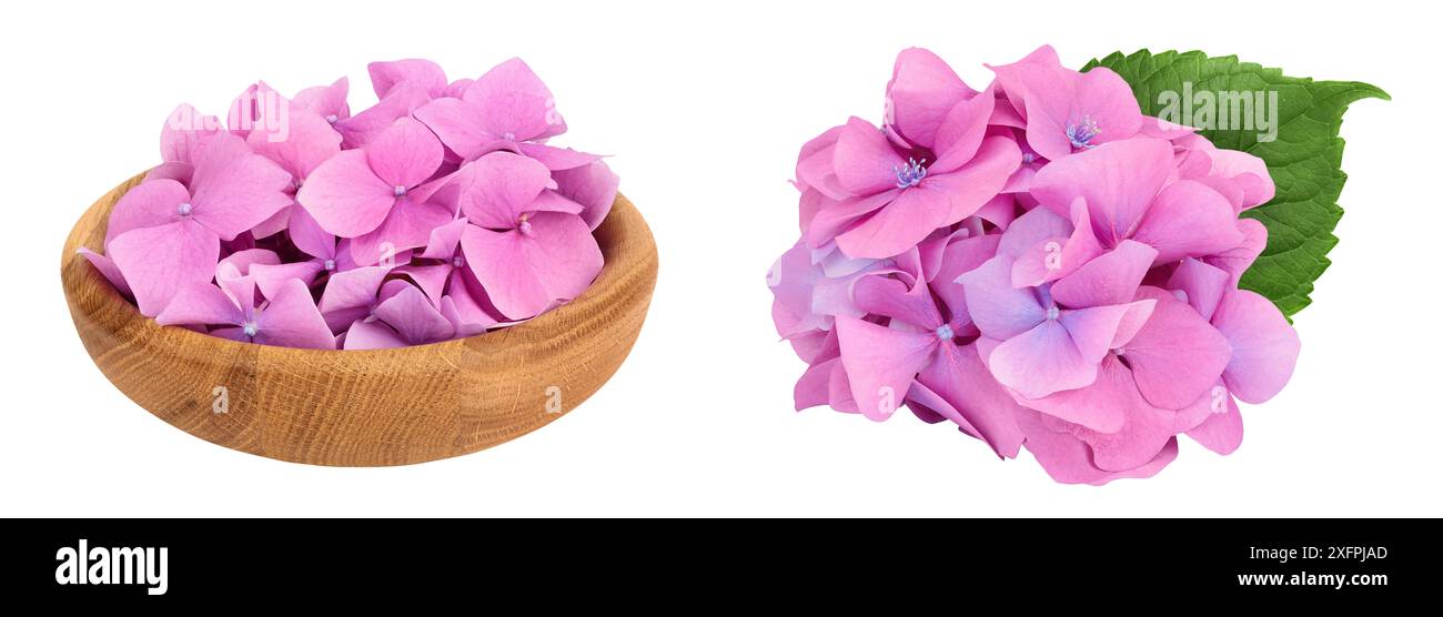 Pink Hydrangea flower in wooden bowl isolated on white background Stock ...