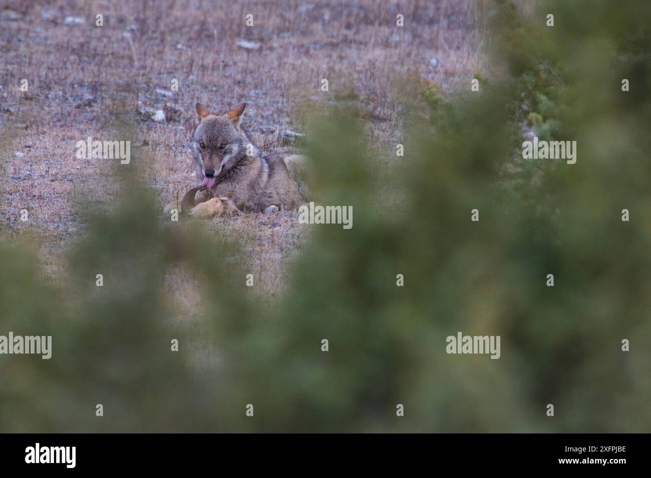 Wild Apennine wolf (Canis lupus italicus) adult gnawing at horse hoof ...