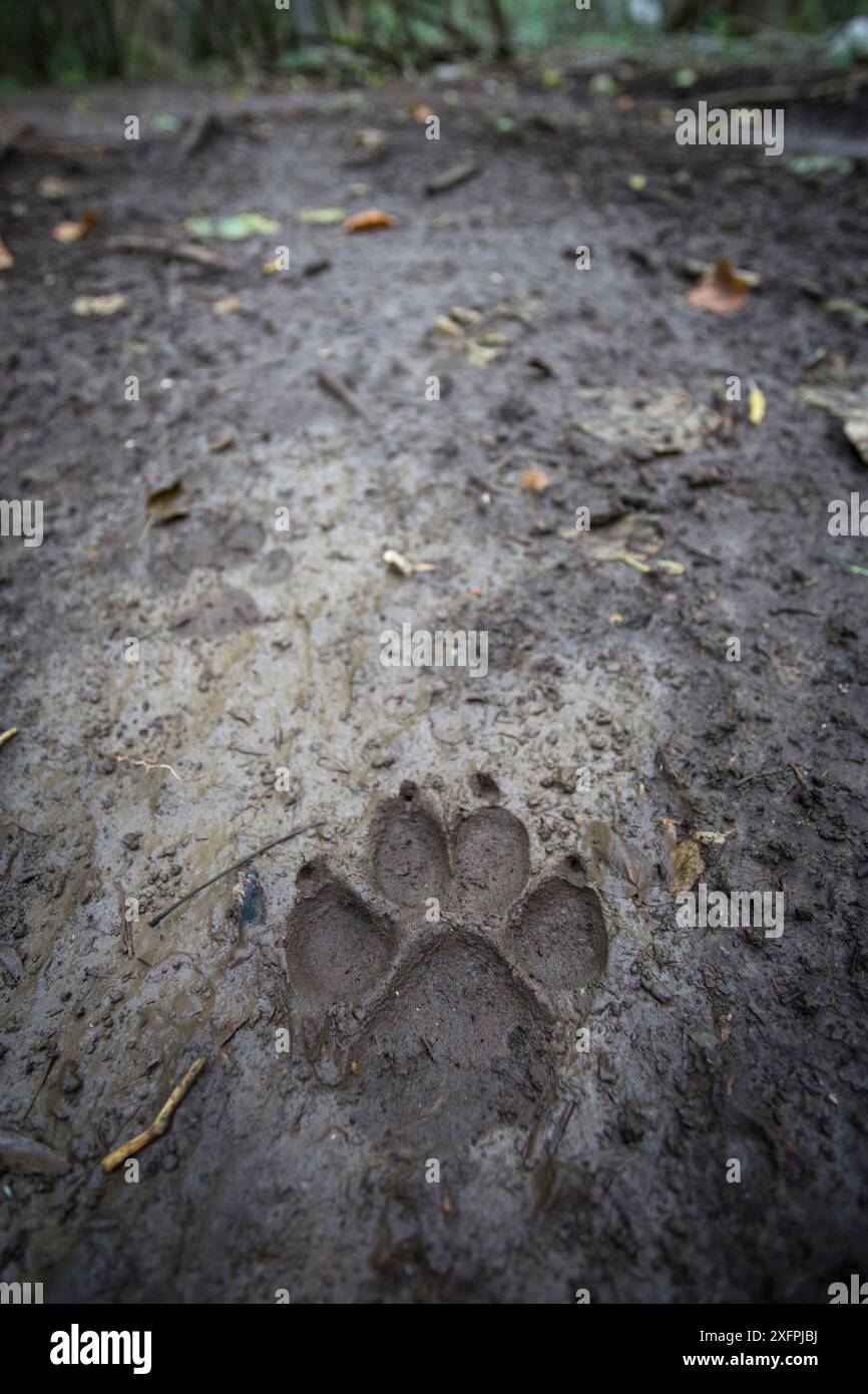 Wild Apennine wolf (Canis lupus italicus) track in mud on a forest ...