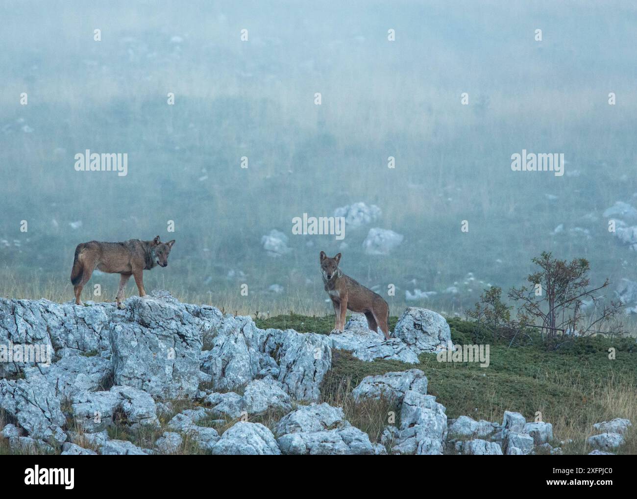 Wolves in a rock hi-res stock photography and images - Alamy
