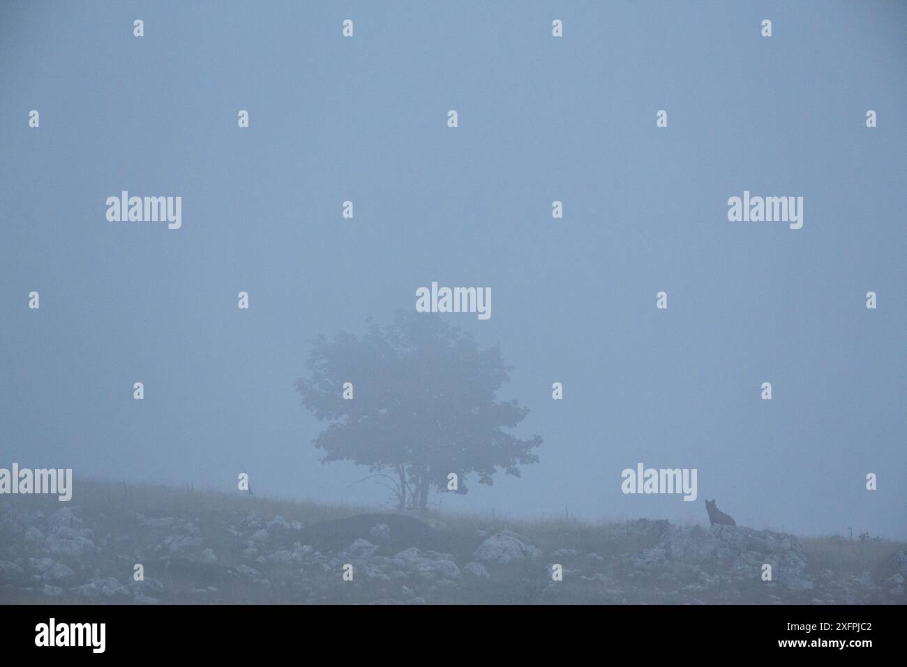 Wolves in a rock hi-res stock photography and images - Alamy