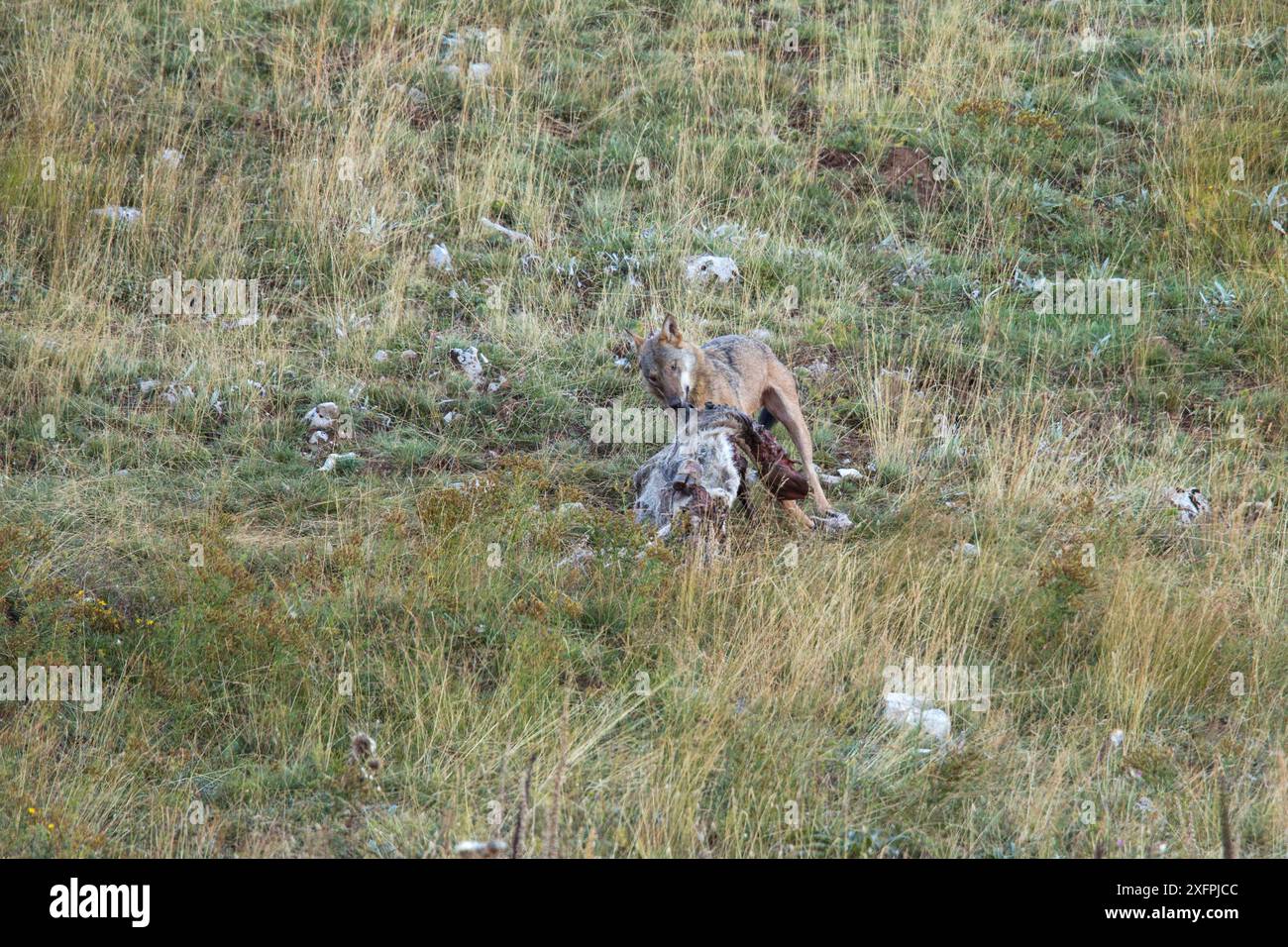 Wild Apennine wolf (Canis lupus italicus) feeding on domestic cow ...