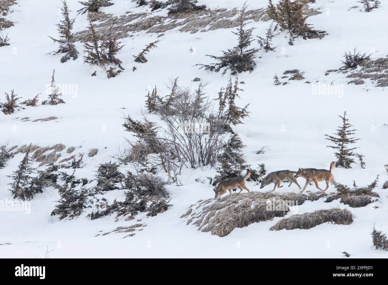 Wild Apennine wolf (Canis lupus italicus) adult patrolling mountain ...