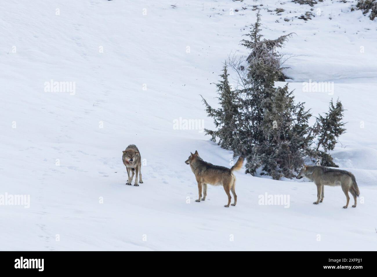 Wild Apennine wolf (Canis lupus italicus), two resident wolves approach ...