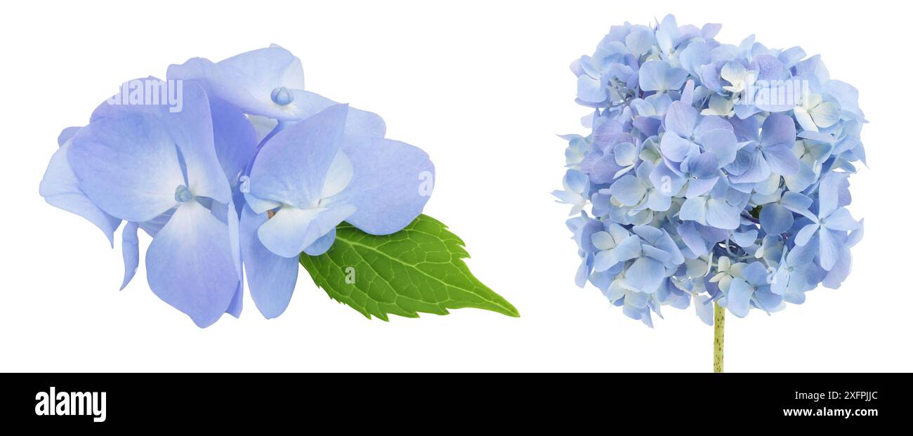 Blue Hydrangea flower isolated on white background Stock Photo - Alamy