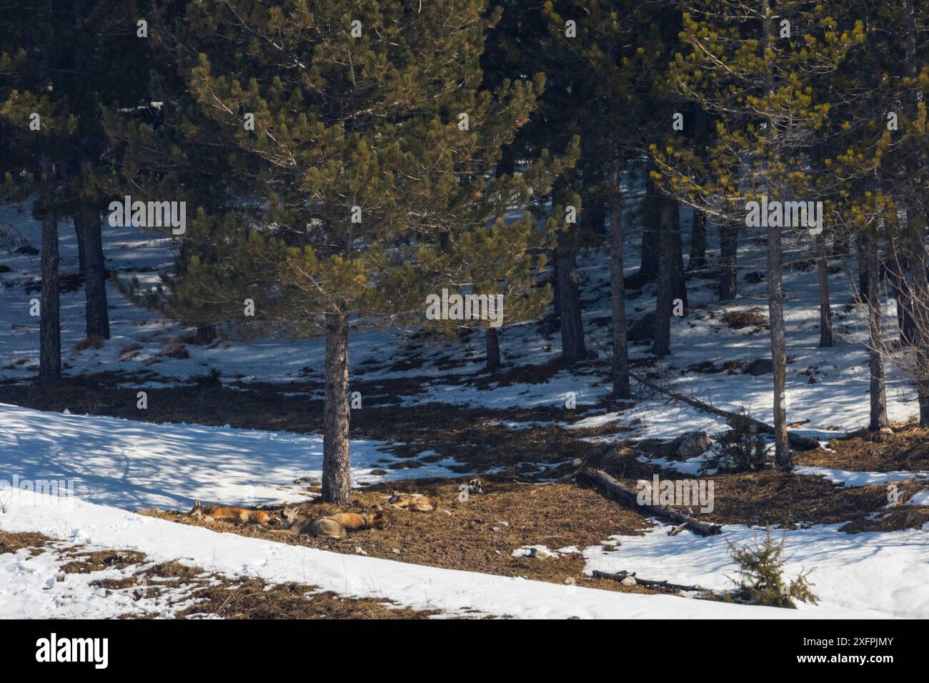 Wild Apennine wolf (Canis lupus italicus) pack of four sleeping during ...