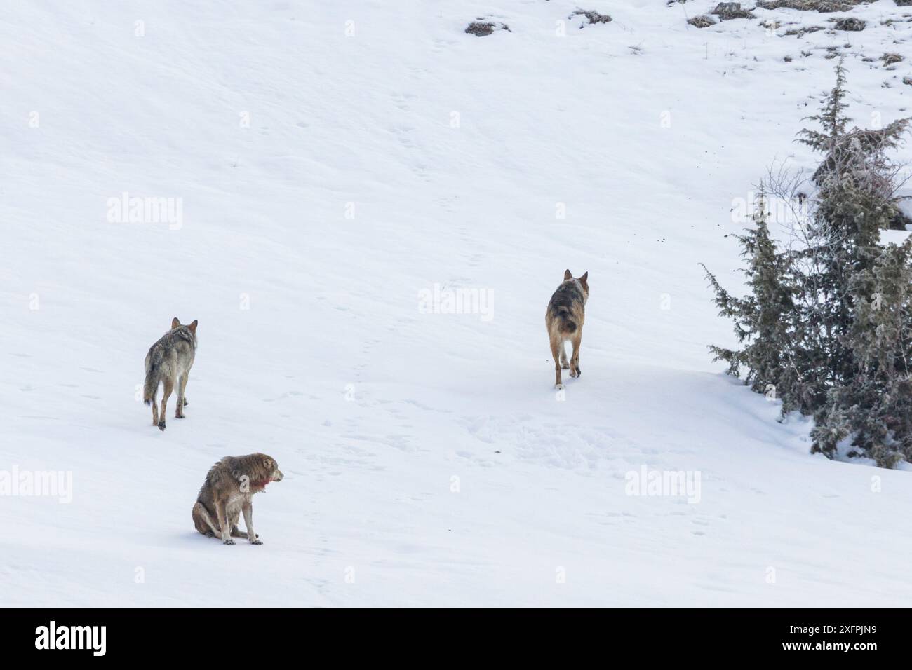 Wild Apennine wolf (Canis lupus italicus), two resident wolves walking ...