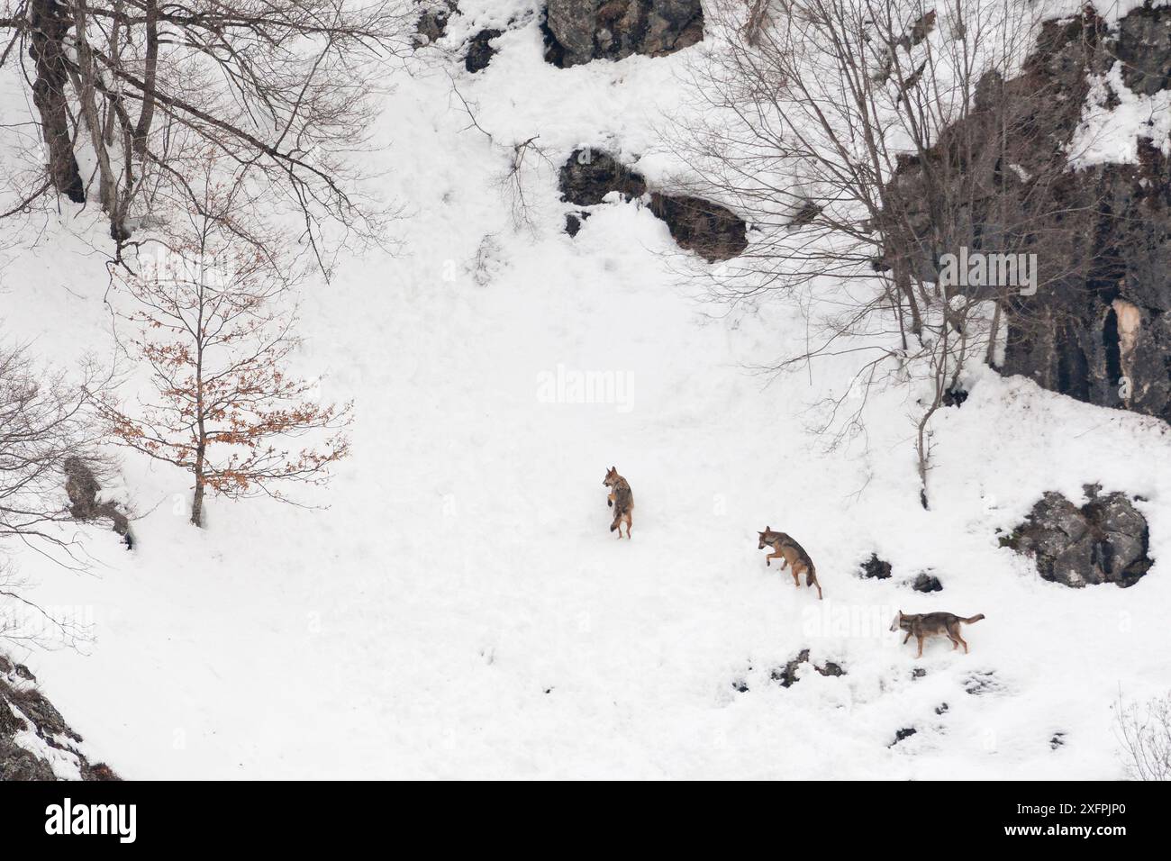 Appenines wolves winter hi-res stock photography and images - Alamy
