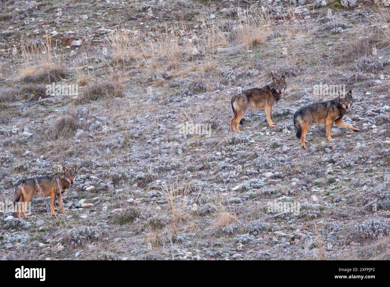 Apennine / Italian wolf (Canis lupus italicus) pack of three walking on ...