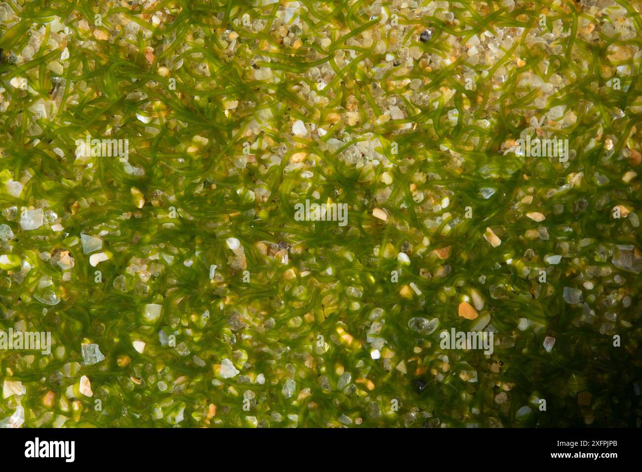 Convoluta roscoffensis hi-res stock photography and images - Alamy