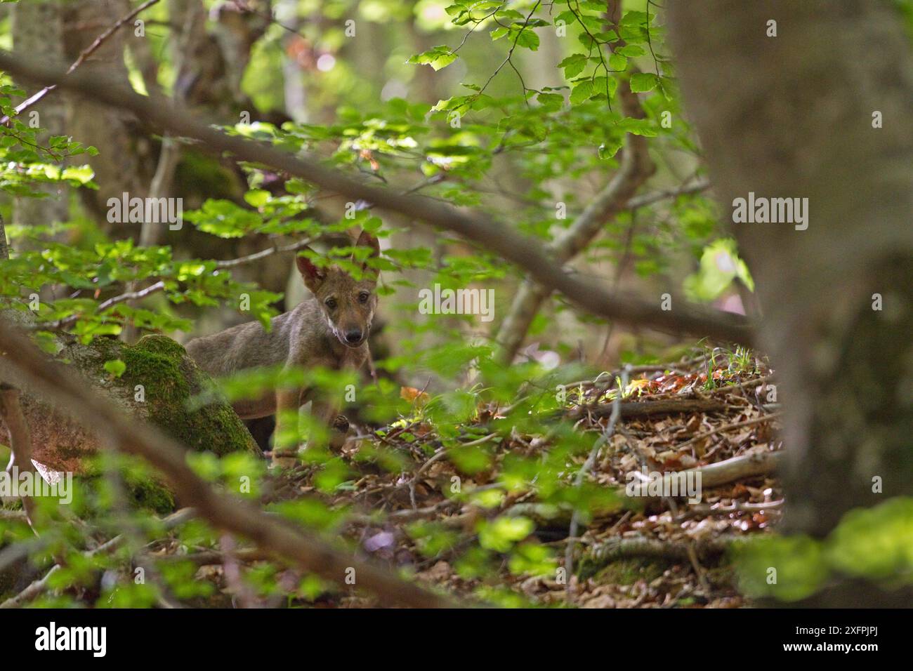 Wild Apennine wolf (Canis lupus italicus) pup looking through forest ...