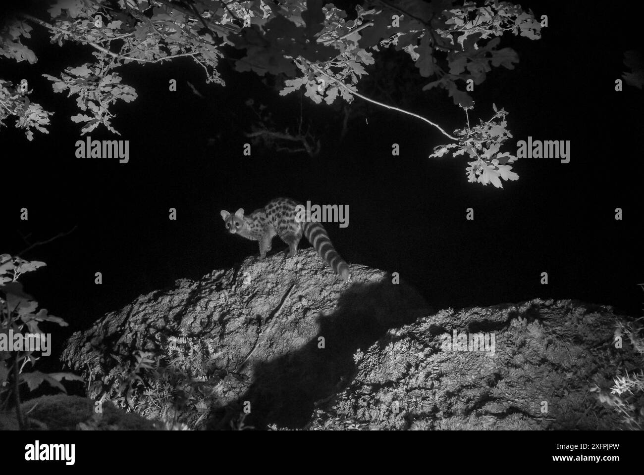 Genet (Genetta genetta) at night, infra-red image. France. June Stock ...