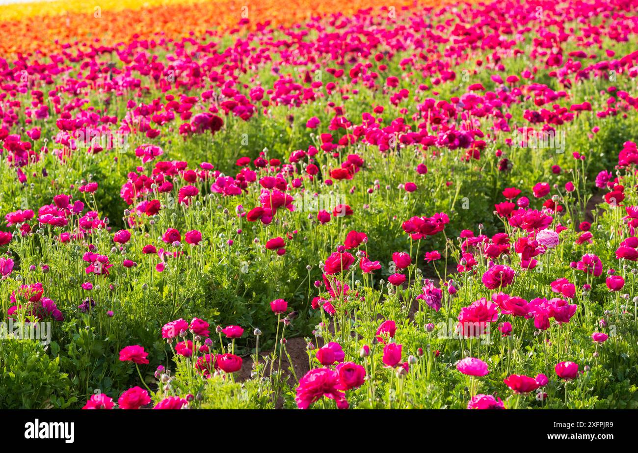 Flower field carlsbad hi-res stock photography and images - Alamy