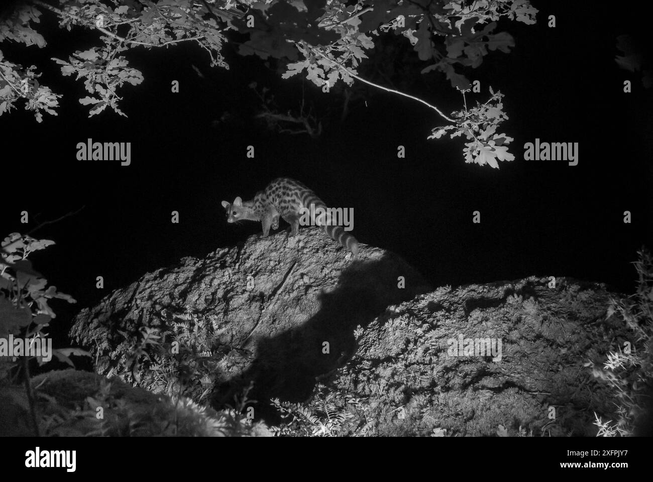 Infrared animal night Black and White Stock Photos & Images - Alamy