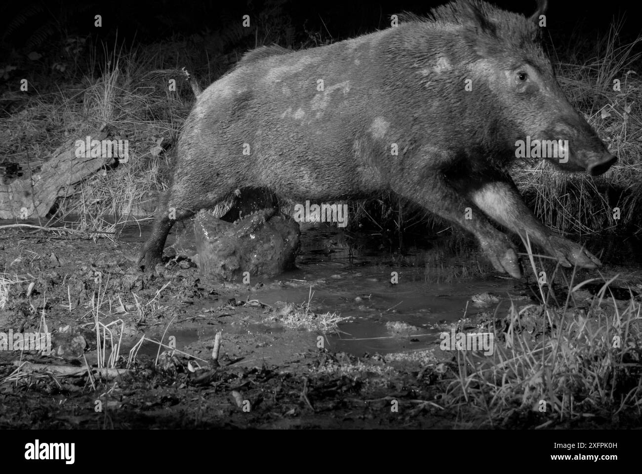 Boar infrared Black and White Stock Photos & Images - Alamy