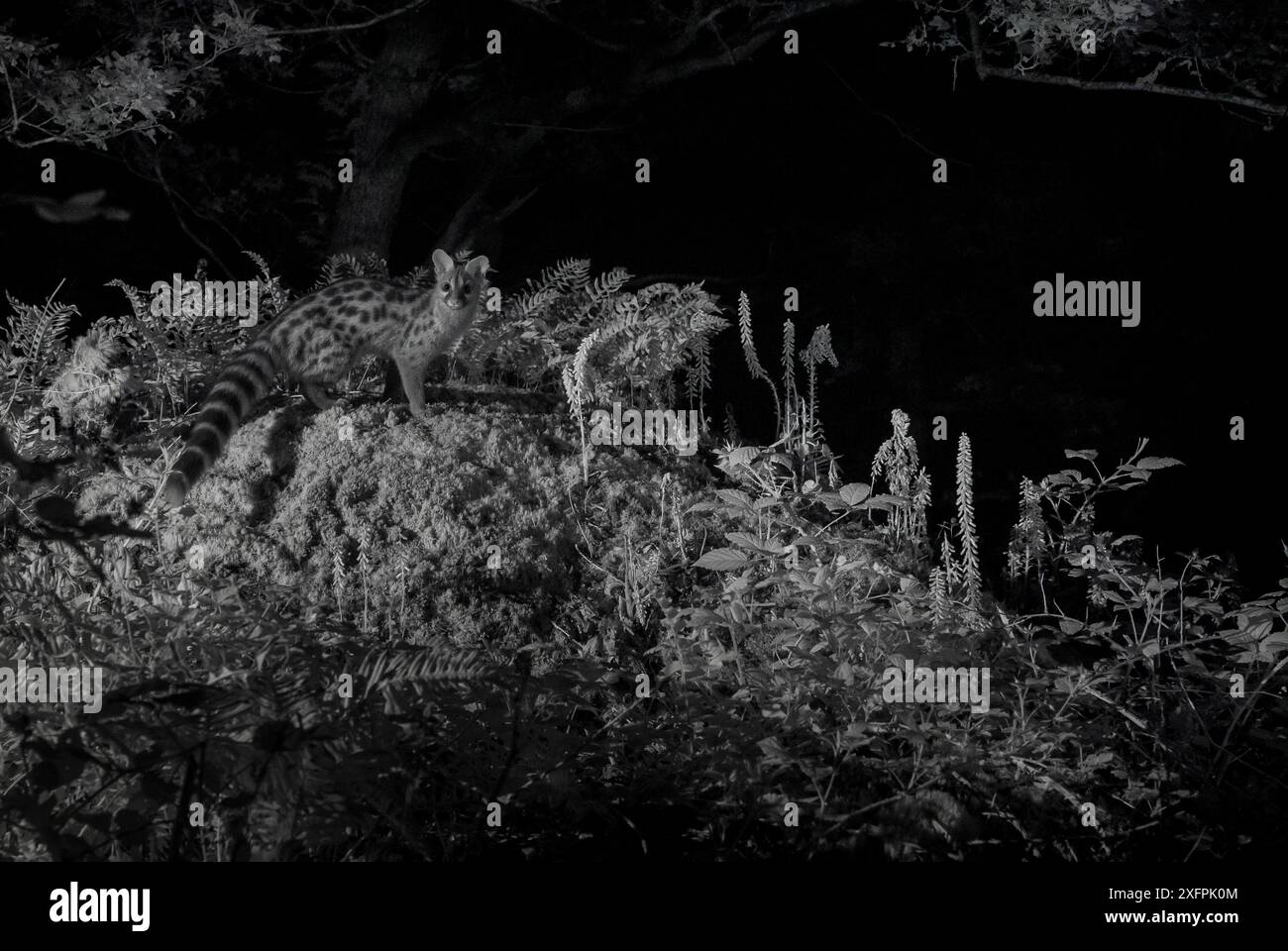 Genet (Genetta genetta) at night, infra-red image. France. June Stock ...