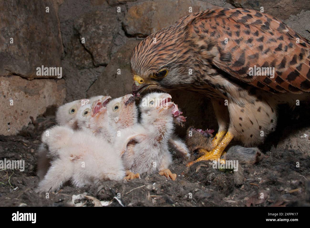 Female Kestrel (Falco tunninculus) feeding chicks in nest, France, May Stock Photo - Alamy