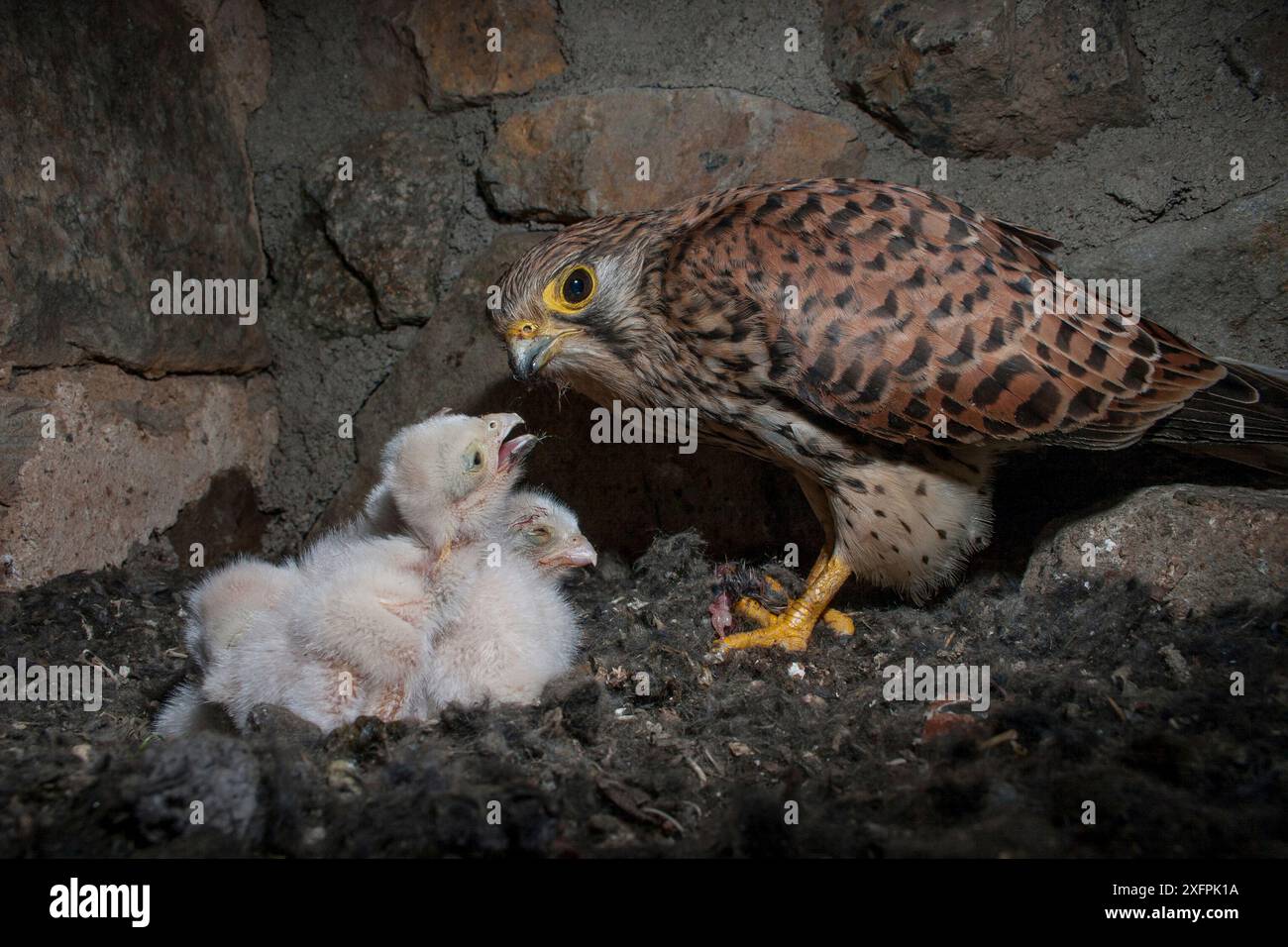 Female Kestrel (Falco tunninculus) feeding chicks in nest, France, May Stock Photo - Alamy