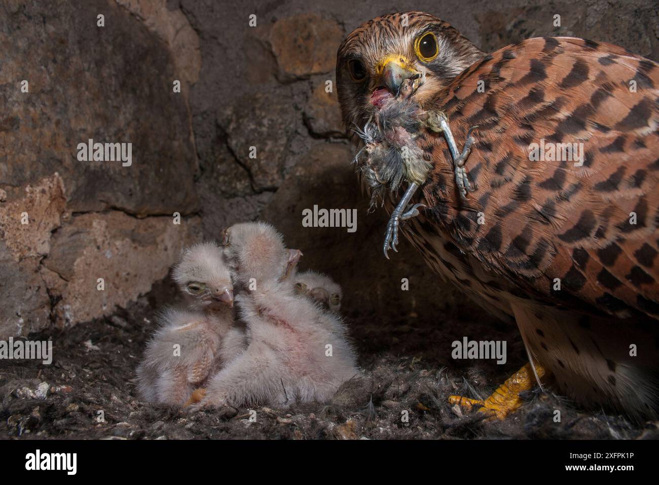 Female Kestrel (Falco tunninculus) feeding chicks in nest, France, May Stock Photo - Alamy