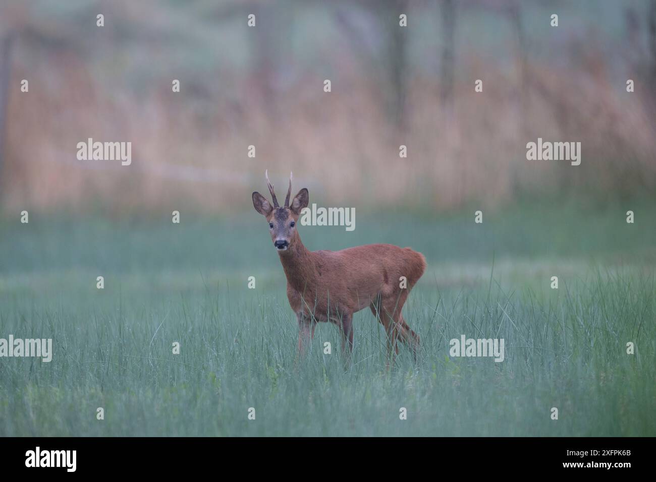 Male Roe deer (Capreolus capreolus) in grassland, France, August Stock ...