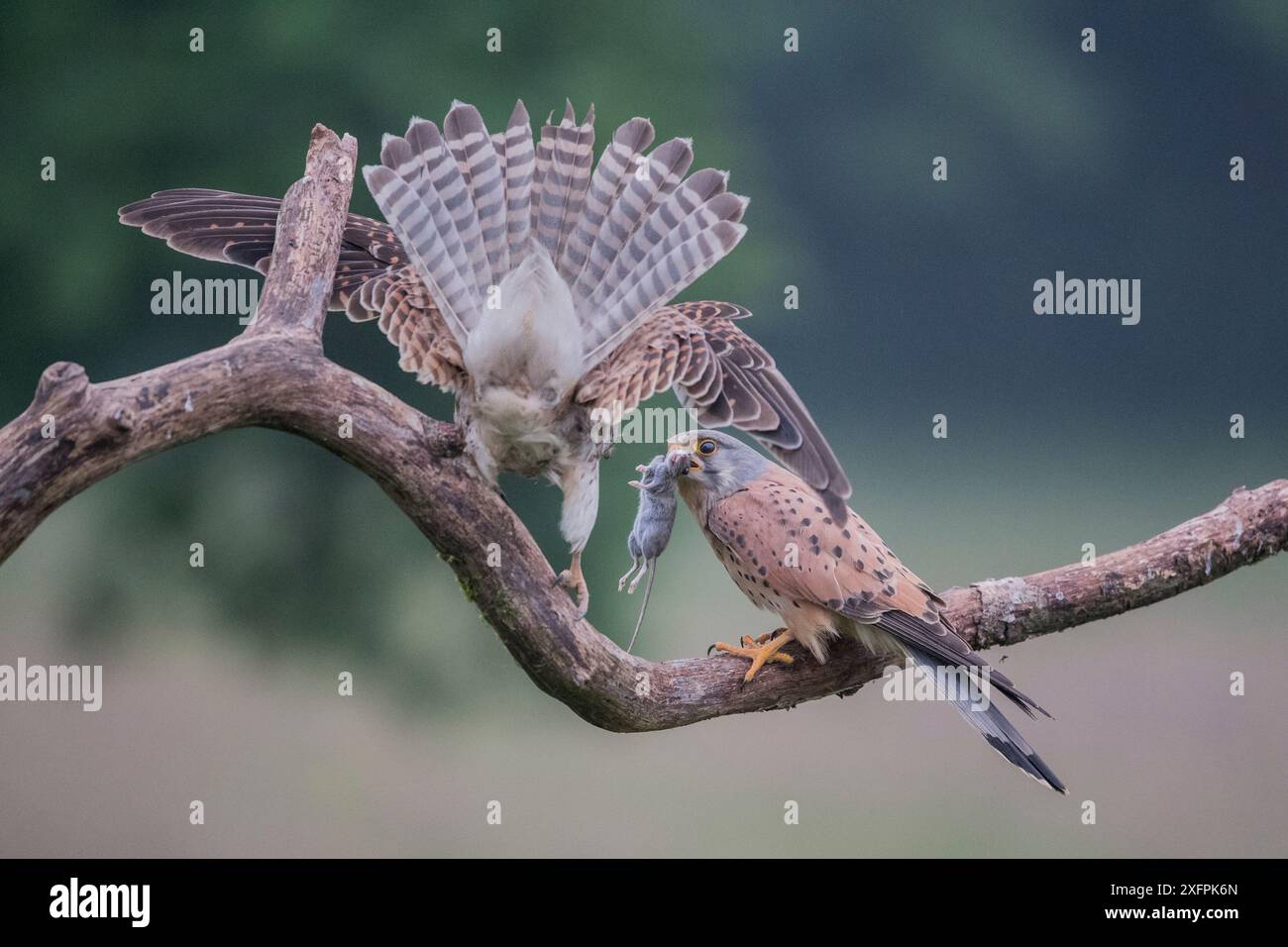 Male Kestrel (Falco tunninculus) giving prey to female near nest ...