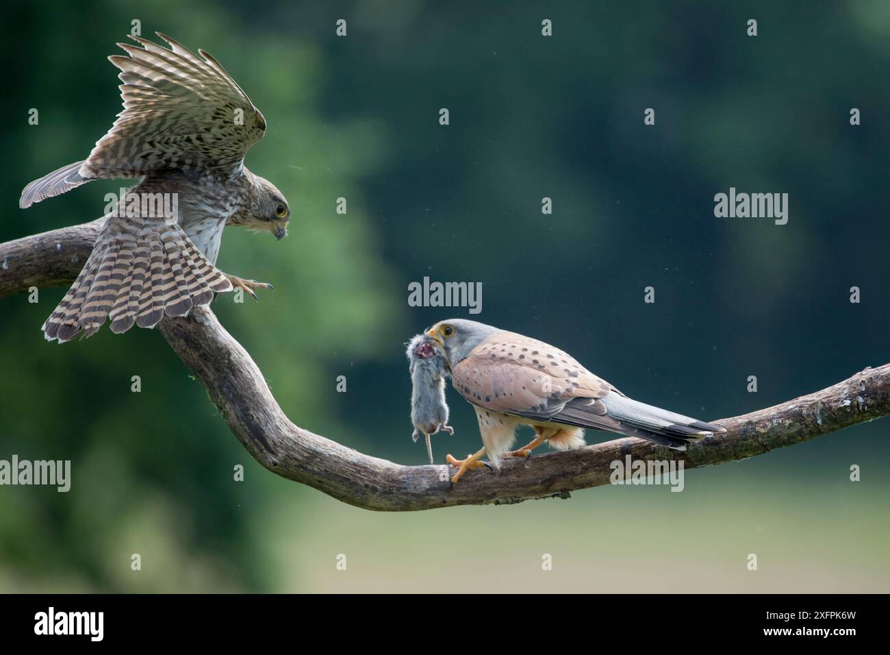 Male Kestrel (Falco tunninculus) giving prey to female near nest ...